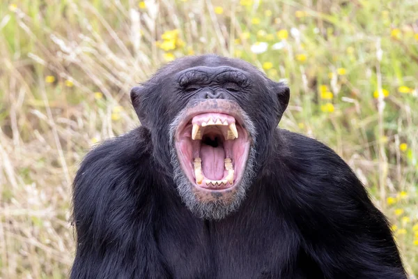 Angry Chimpanzee