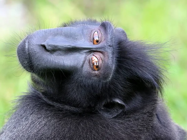 Help congo Stock Photos, Royalty Free Help congo Images | Depositphotos