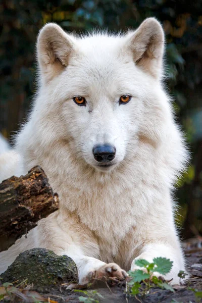 Beautiful Brown Wolf With Blue Eyes
