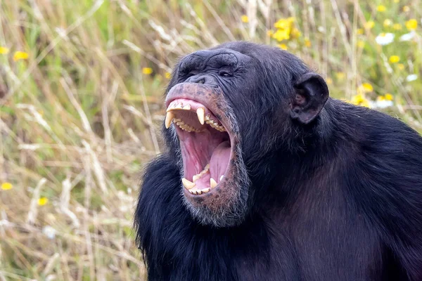 Screaming monkey Stock Photos, Royalty Free Screaming monkey Images ...