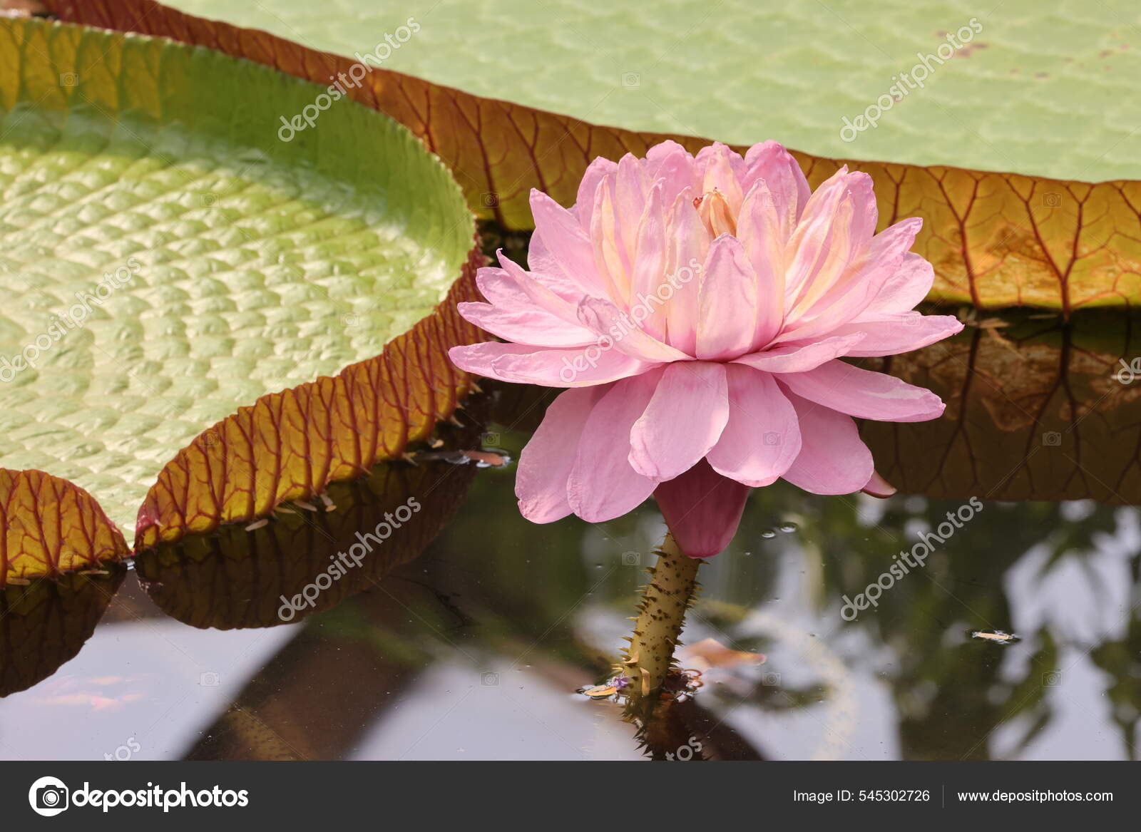 Victoria Amazonica Lotus Flower Water — Stock Photo © EBFoto #545302726