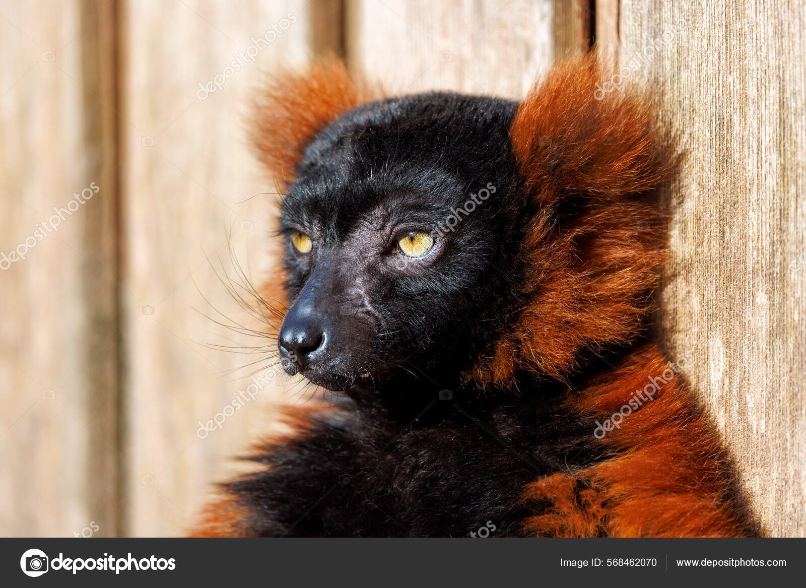 Lémurien Rouge Varecia Variegata Rubra Vue Rapprochée Concept Faune ...