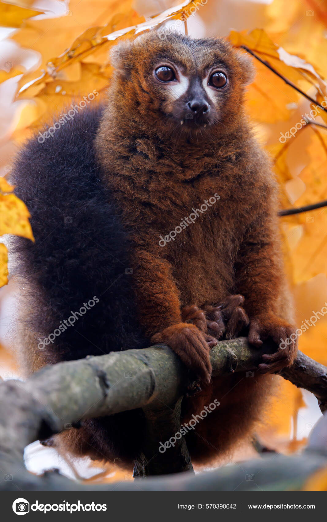 Red Bellied Lemur