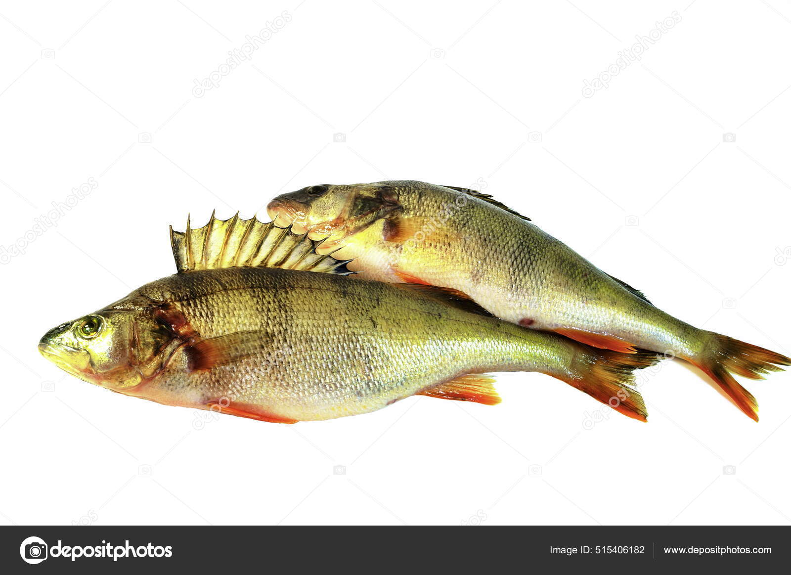 Redfin Fish