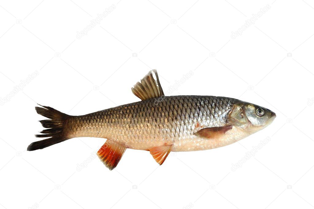 En la foto hay un pez sobre un fondo blanco. Leuciscus idus es un pez de agua dulce de la ...