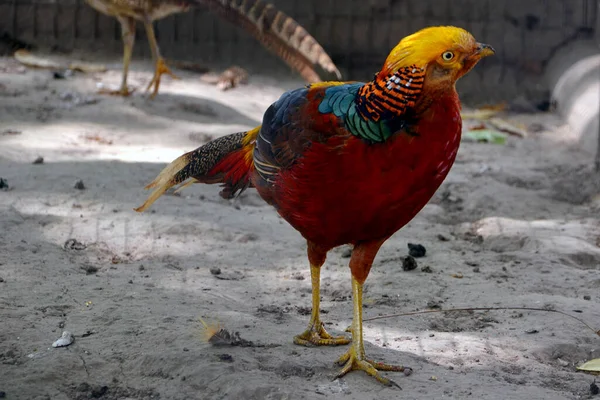 Multi Colored Pheasants
