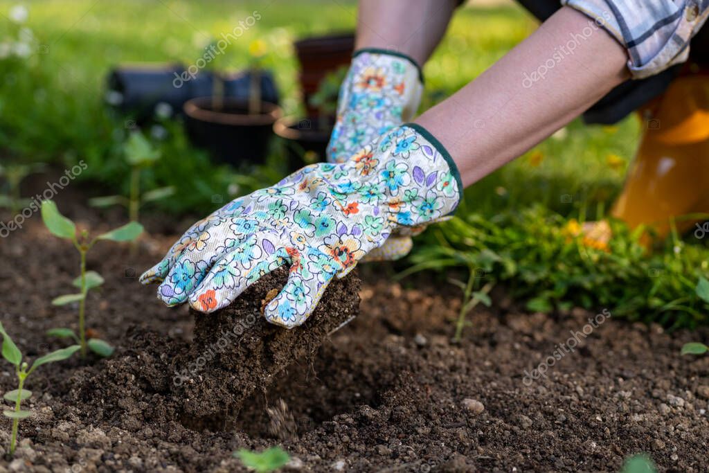 Jardinero femenino plantando flores en su macizo de flores. Concepto de jardiner a. Excavaci n ...