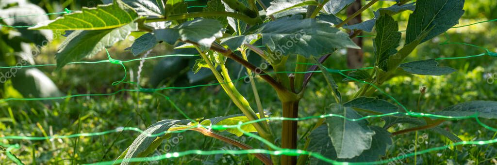 Cut flower netting Stock Photos, Royalty Free Cut flower netting Images ...