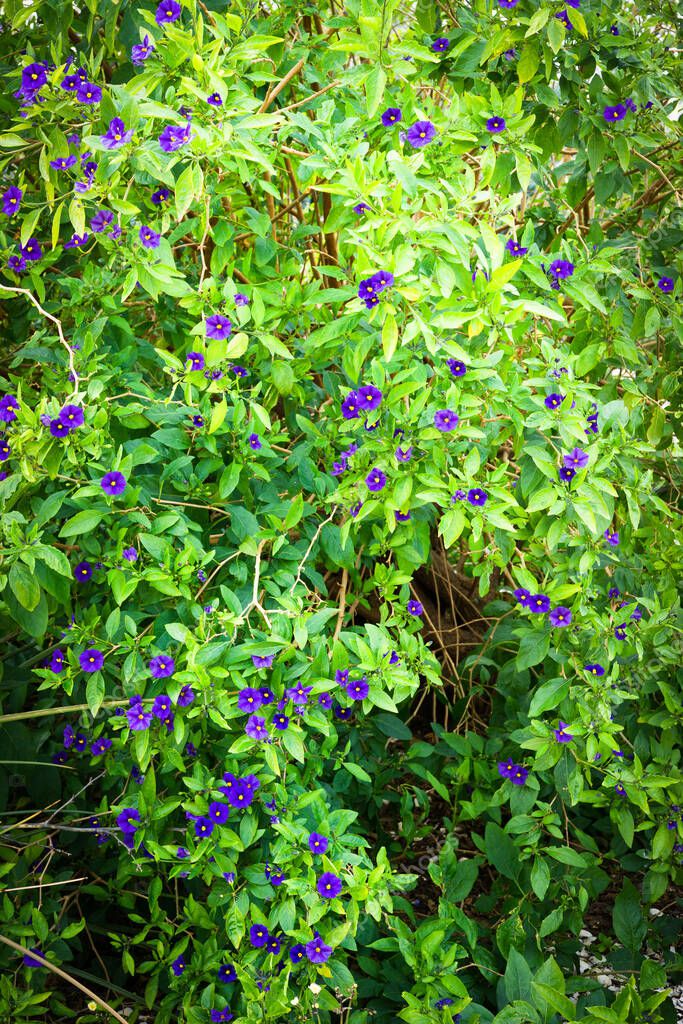 Solanum rantonnetii en flor en San Rafael en la Riviera Francesa. 2022