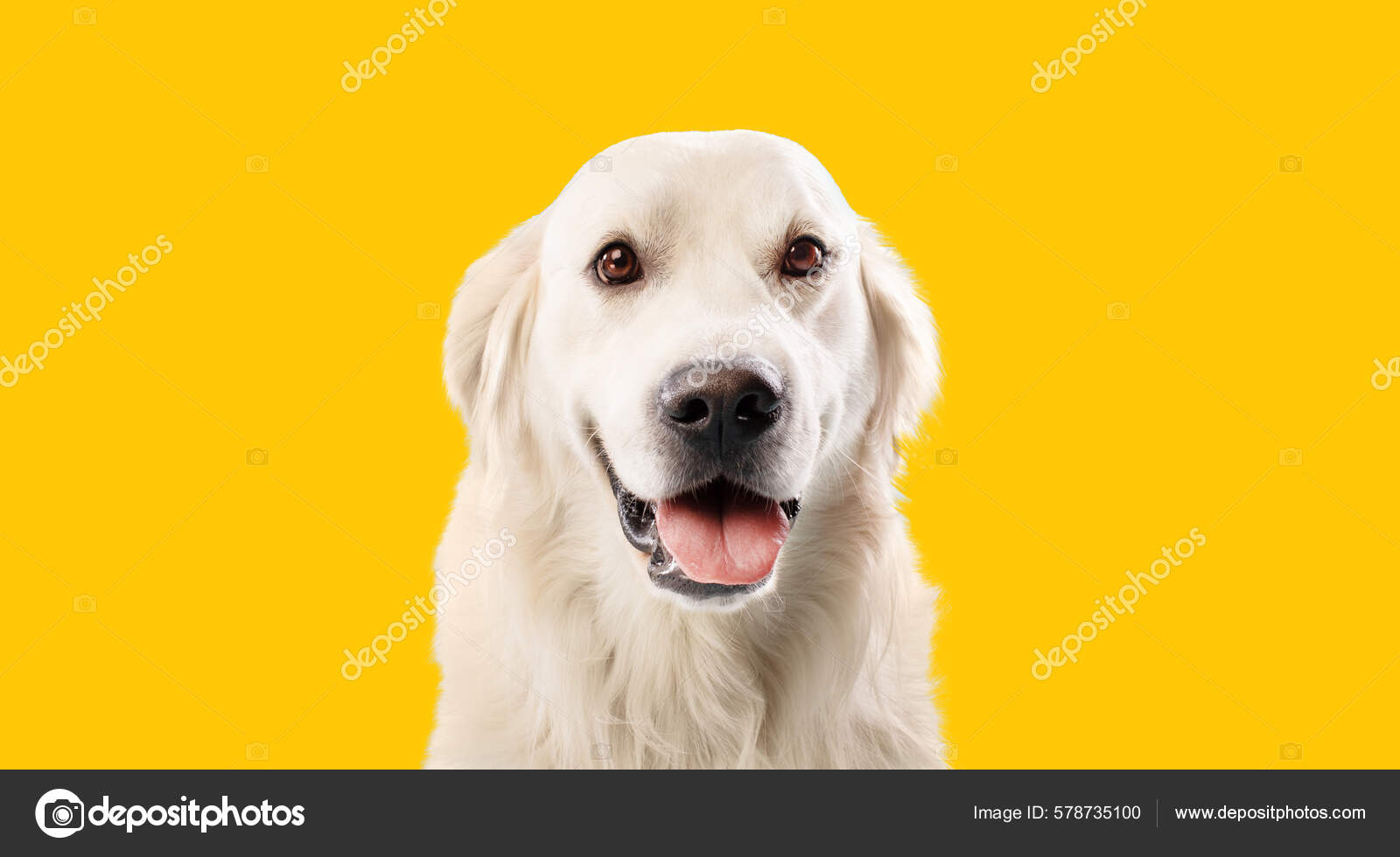 Portrait Pretty Blond Labrador Retriever Dog Looking Camera Happy Smile ...