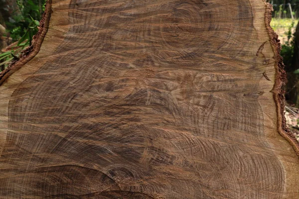 Nedun tree Stock Photos, Royalty Free Nedun tree Images | Depositphotos