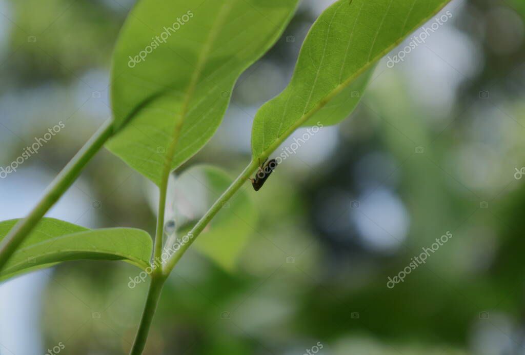 Un diminuto insecto bajo una hoja de cinco hojas castas (Vitex Negundo ...