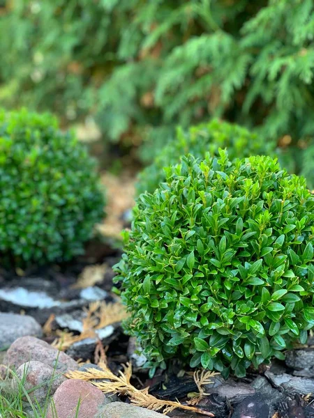 Evergreen dwarf shrubs Stock Photos, Royalty Free Evergreen dwarf ...
