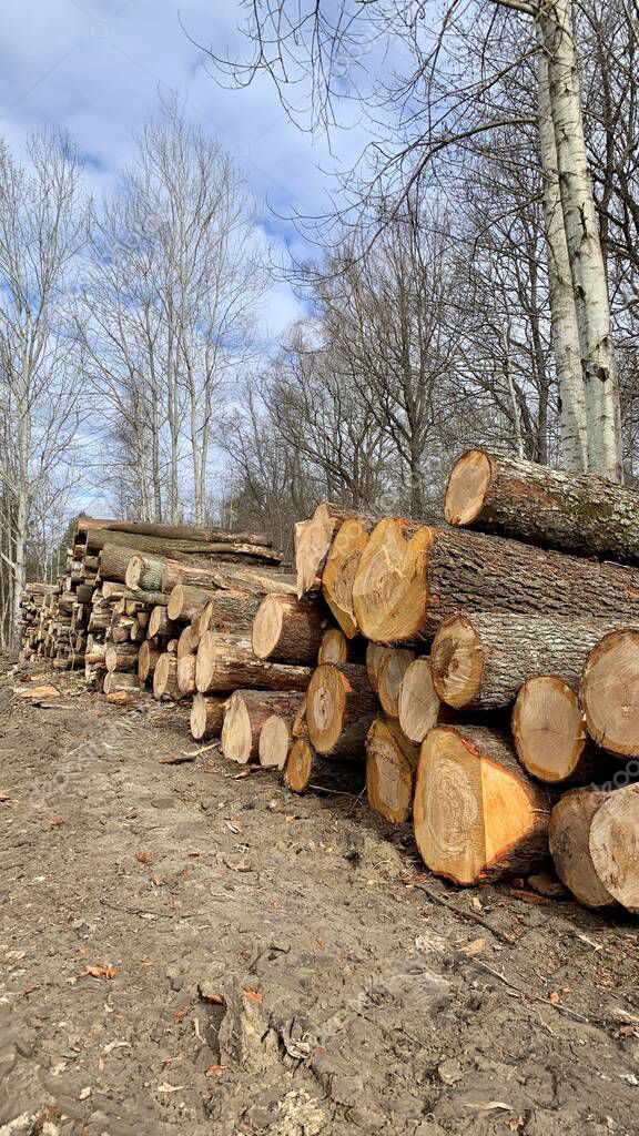 Montones de troncos, tala. Amplio estandarte o pechos panorámicos de ...