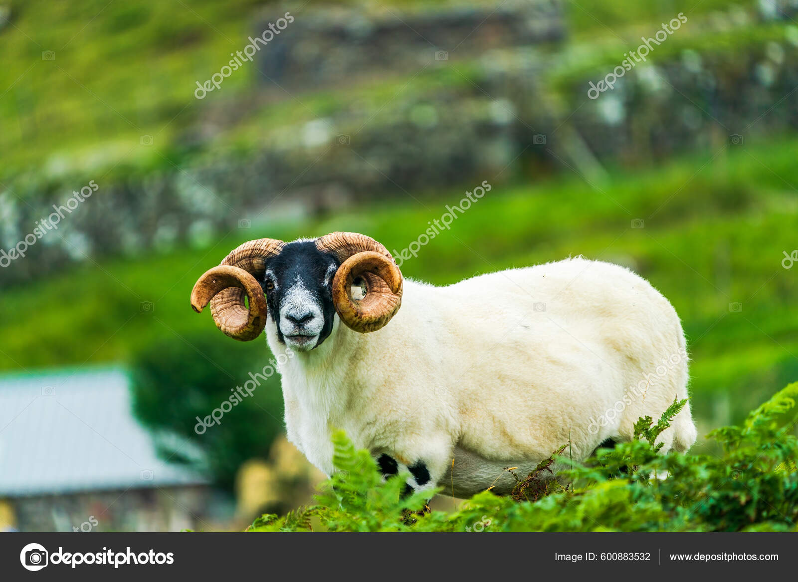 Scottish Blackface Lamb