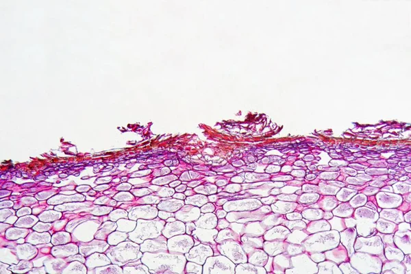 Skin microscope Stock Photos, Royalty Free Skin microscope Images ...