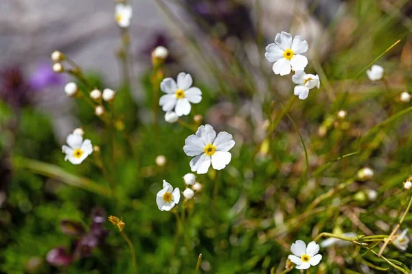 Flor de un jazmín de roca blanca lechosa, Androsace lactea 2024