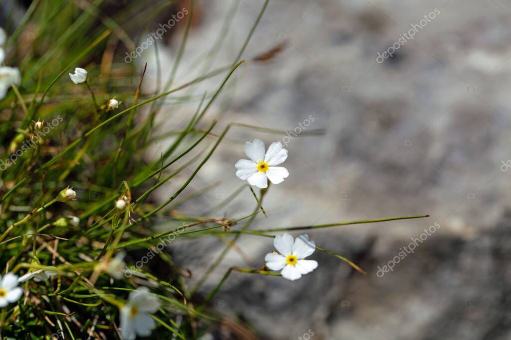 Flor de un jazmín de roca blanca lechosa, Androsace lactea 2025