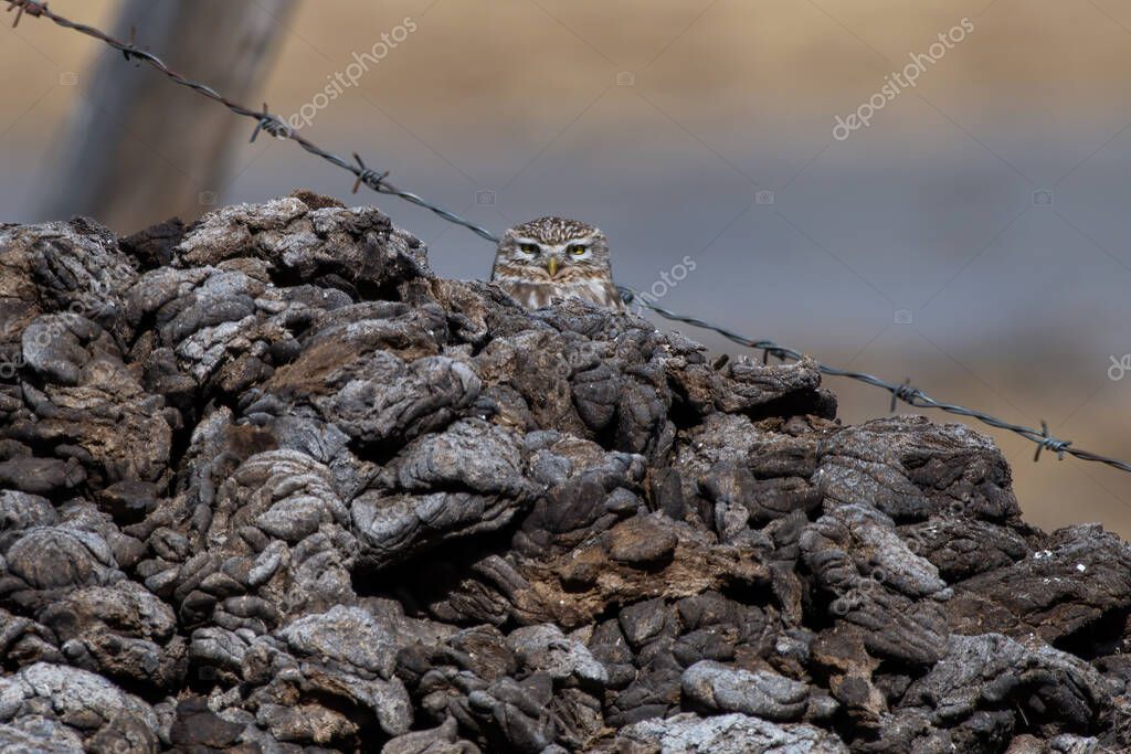 El pequeño búho Atenea noctua, también conocido como el búho de Atenea ...