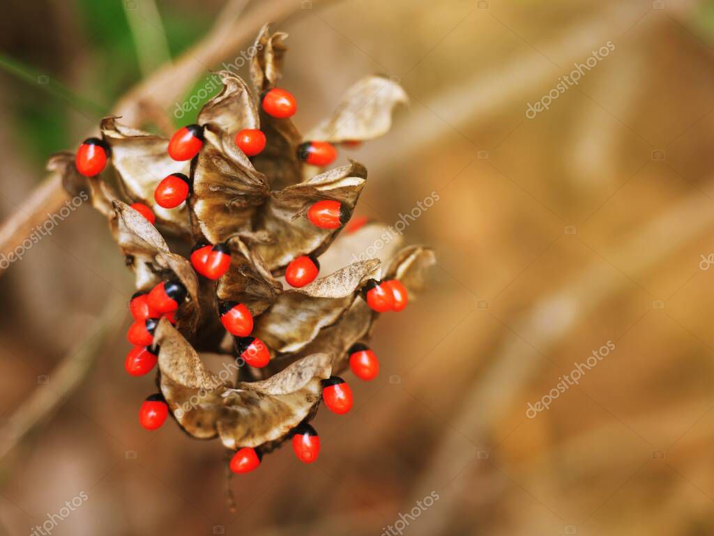 Abrus precatorius con una bola roja brillante, una pequeña semilla roja ...