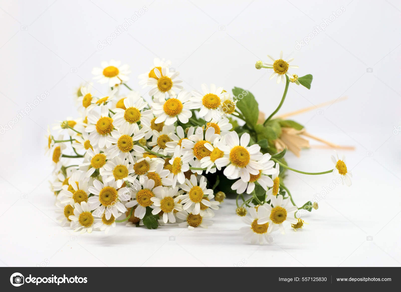 Feverfew Bouquet