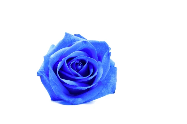 Single Blue Rose Flower