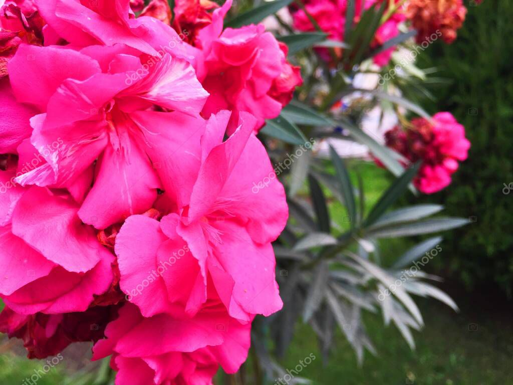 Conchas de mar Flores de coral crecen en el jardín sobre un fondo de ...