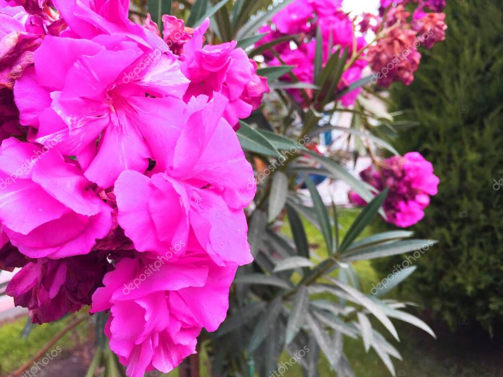 Conchas de mar Flores de coral crecen en el jardín sobre un fondo de ...