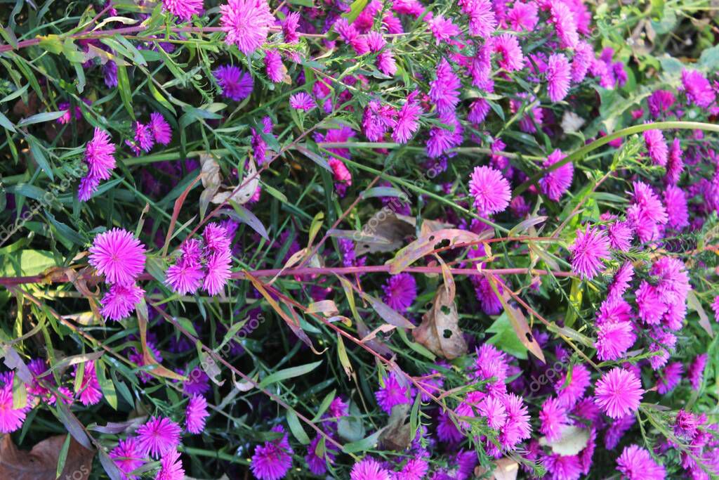Conchas de mar Flores de coral crecen en el jard n sobre un fondo de ...