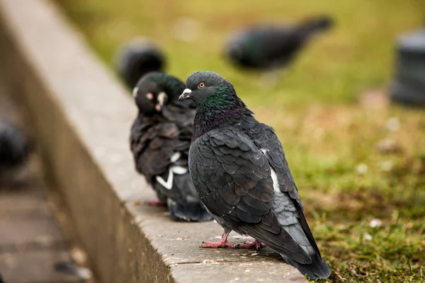 British birds Stock Photos, Royalty Free British birds Images ...