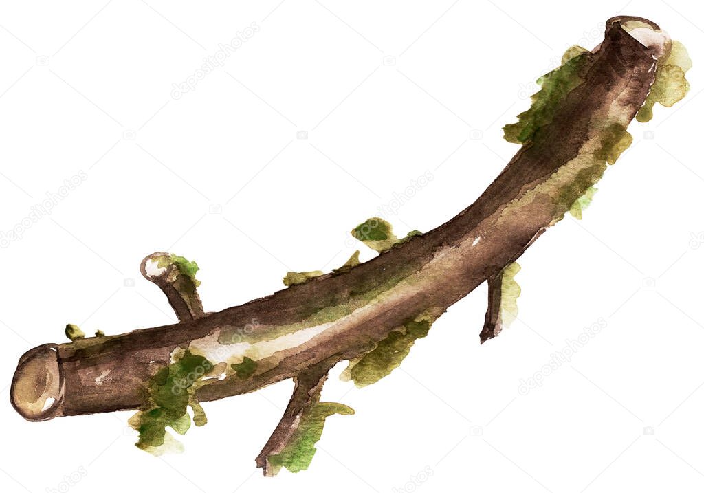 Rama de árboles con musgo en el bosque acuarela elemento único ...