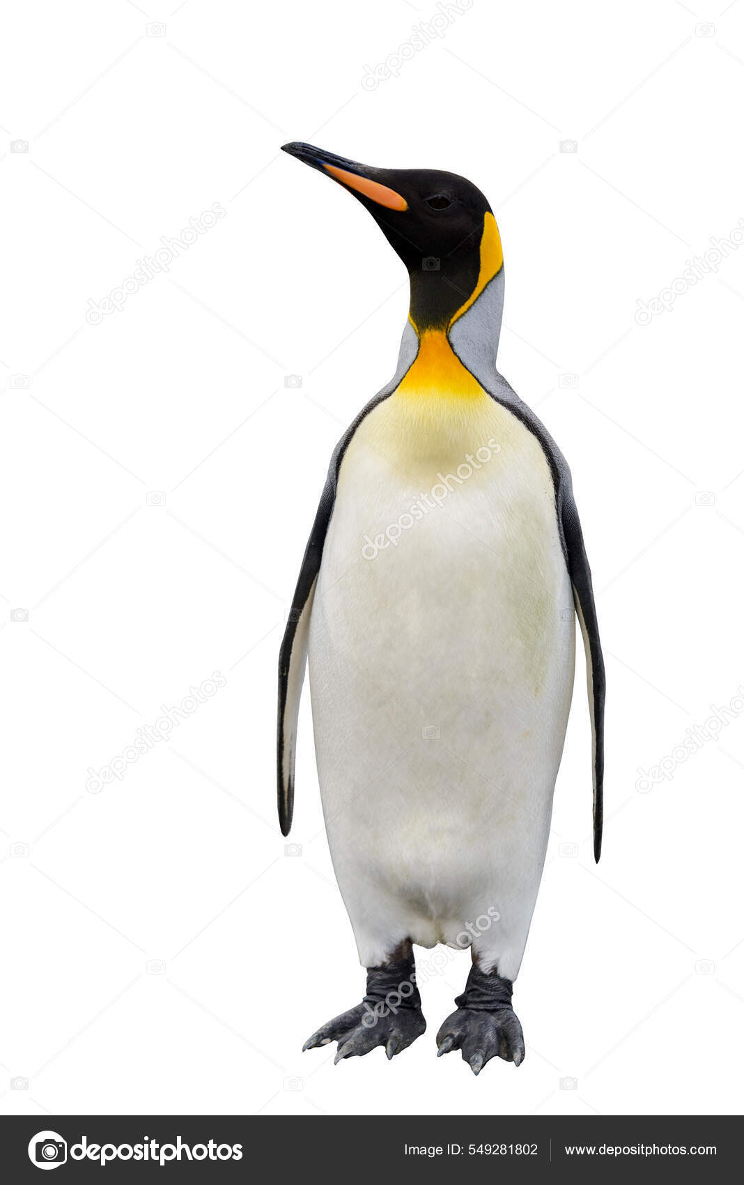 King Penguin Isolated White Background Standing Penguin — Stock Photo ...