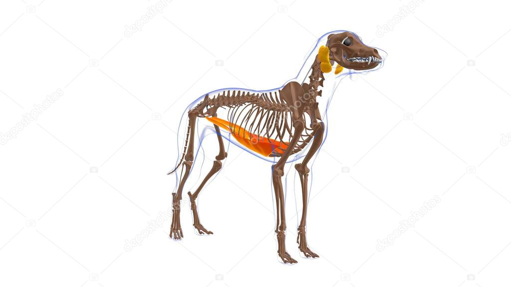 Anatomía muscular del músculo recto abdominal del perro para la ...