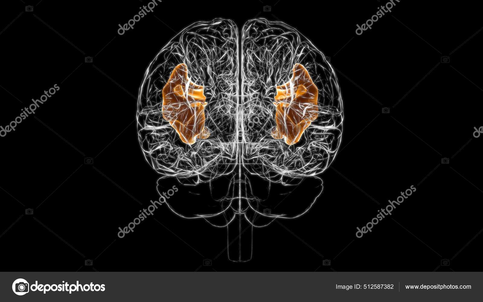 Anatomia Giro Frontal Inferior Cérebro Para Ilustração Médica Conceito ...