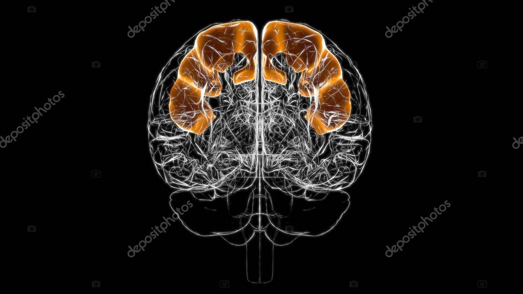 Anatomía precentral del giro cerebral para la ilustración 3D del ...