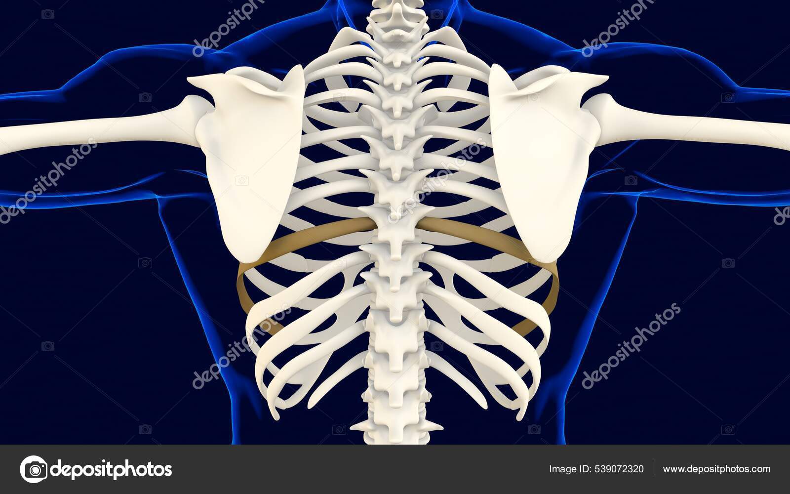 Octavo Hueso Caja Torácica Anatomía Para Concepto Médico Ilustración ...