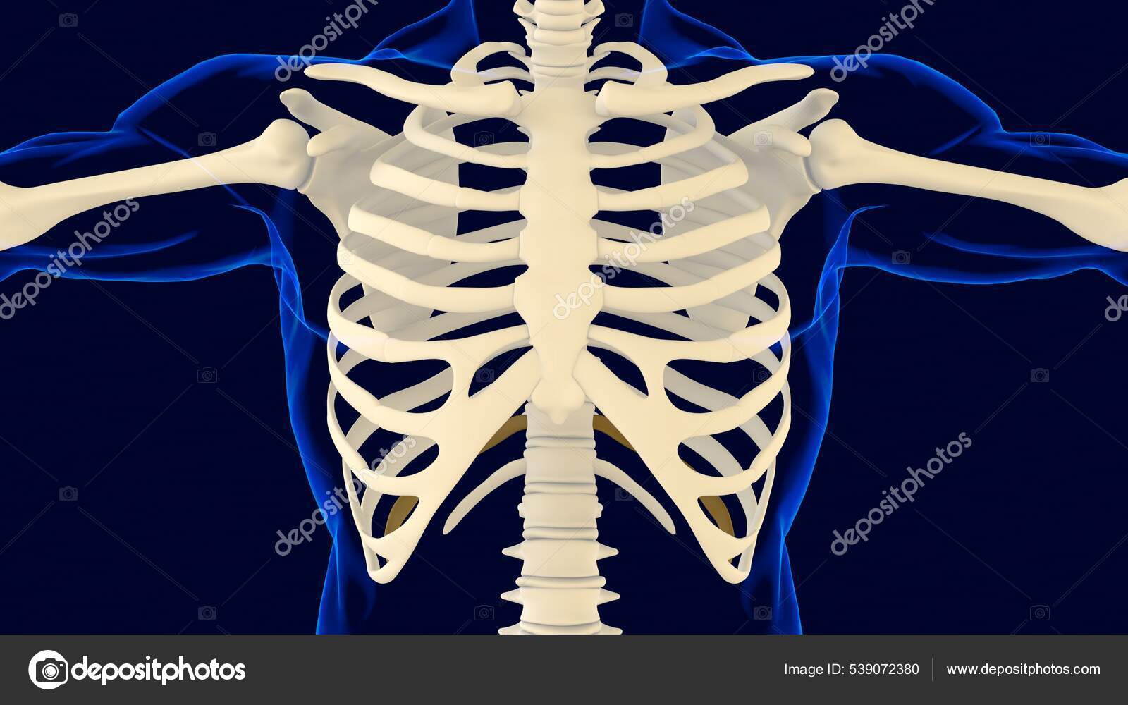 Eleventh Bone Rib Cage Anatomy Medical Concept Illustration Stock Photo ...