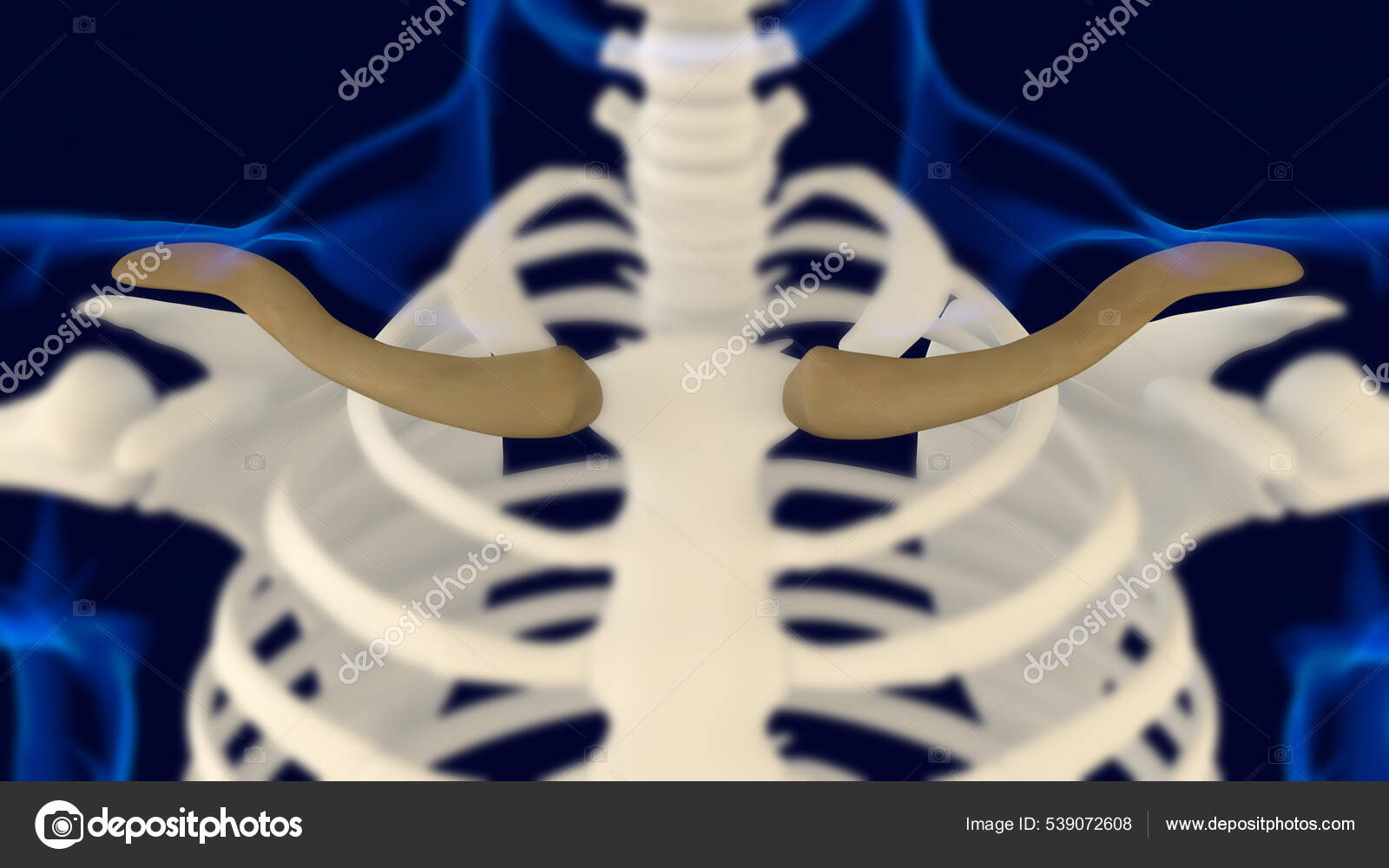 Clavicle Bones Human Skeleton Anatomy Rendering Medical Concept Stock ...