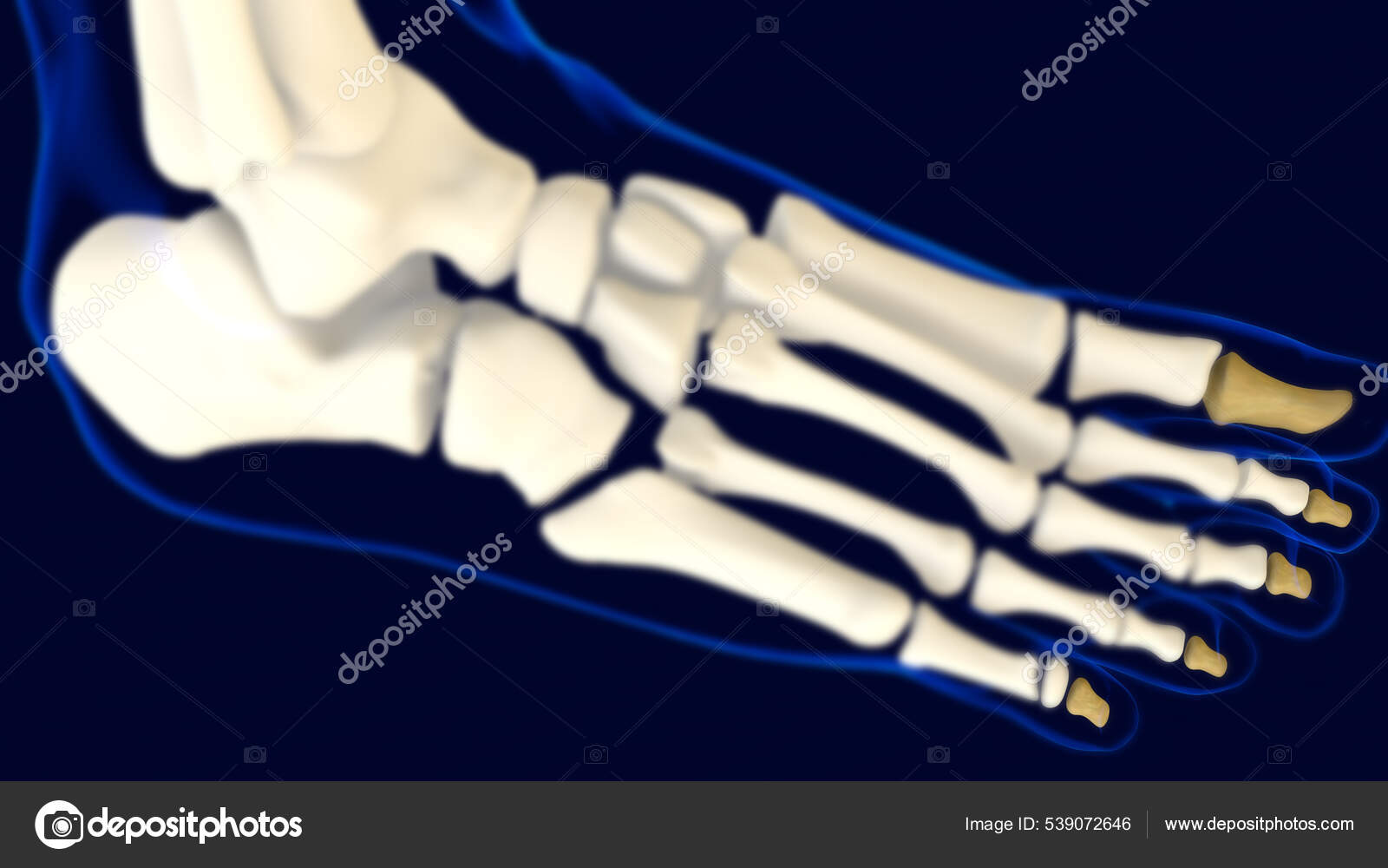 Distal Phalanges Foot