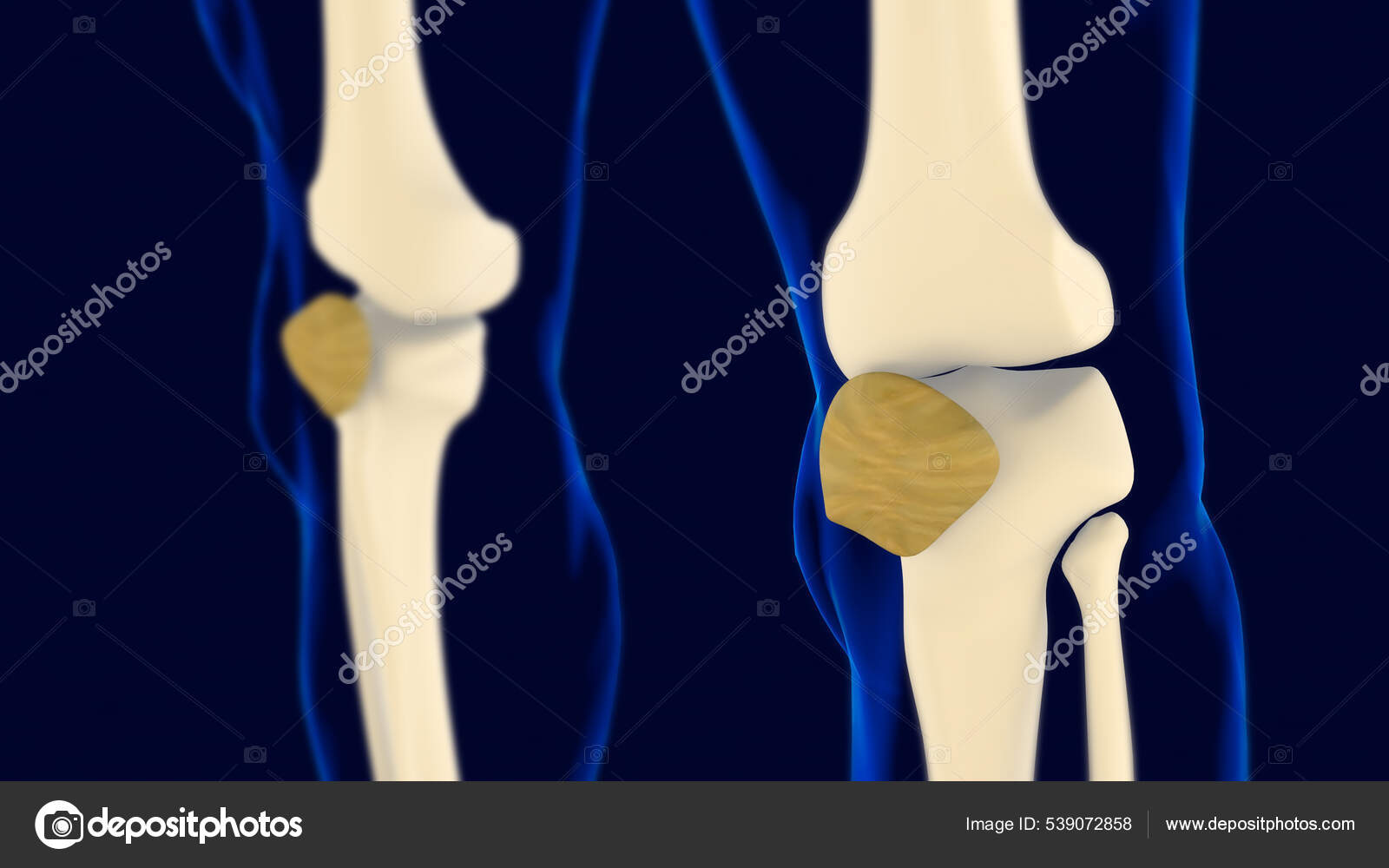 Anatomía Ósea Rótula Representación Del Esqueleto Humano Para Concepto ...