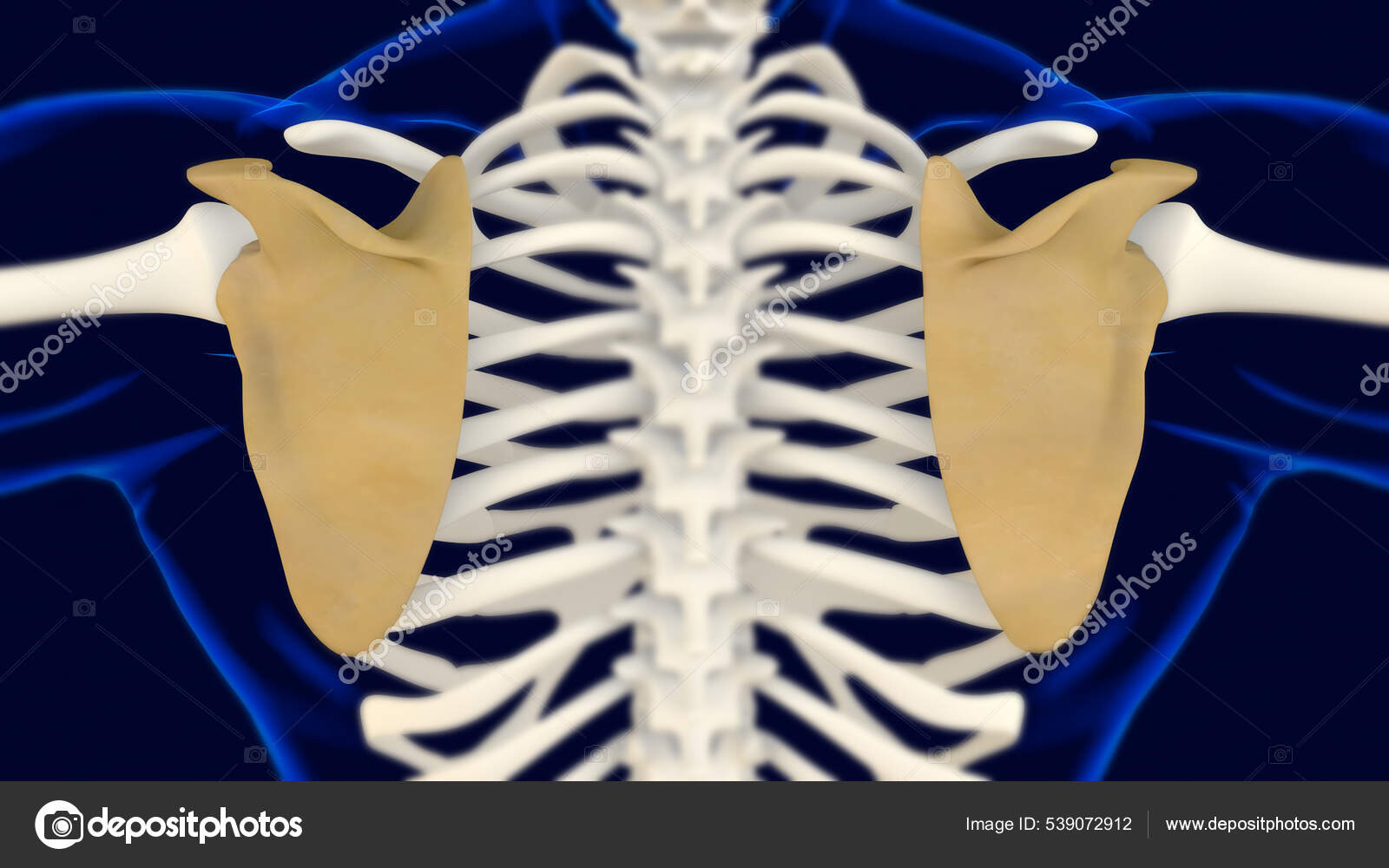 Escapula Anatomia Óssea Esqueleto Humano Renderização Para Conceito ...