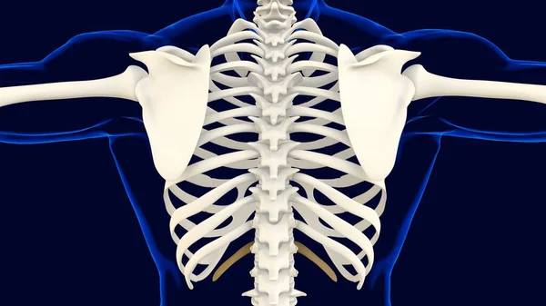 Twelfth rib Stock Photos, Royalty Free Twelfth rib Images | Depositphotos