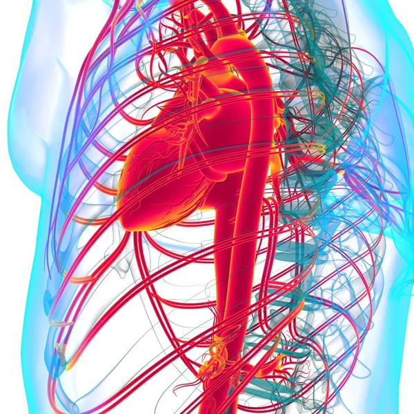 Human Heart Circulatory System Anatomy Medical Concept Illustration ...
