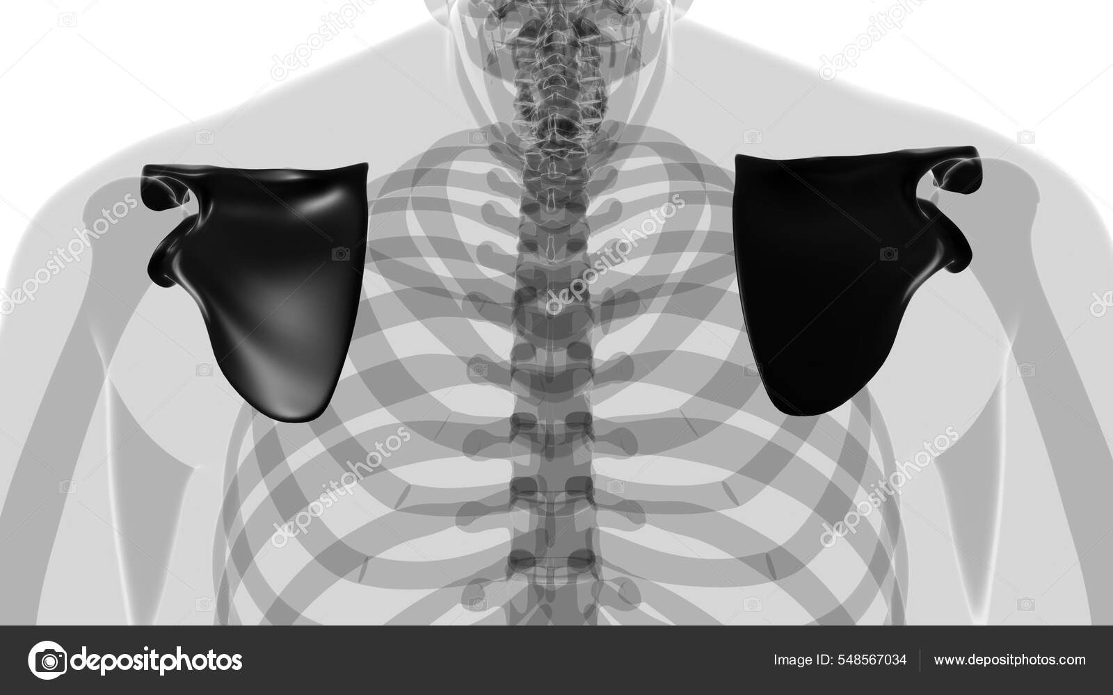 Anatomia Esqueleto Humano Escapula Osso Renderização Para Conceito ...