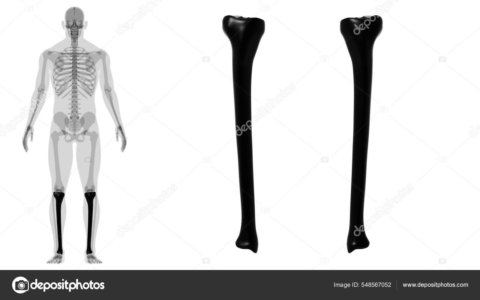 Human Skeleton Anatomy Tibia Bone Rendering Medical Concept — Stock ...