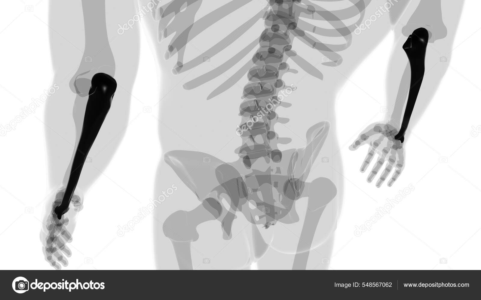 Human Skeleton Anatomy Ulna Bone Rendering Medical Concept — Stock ...