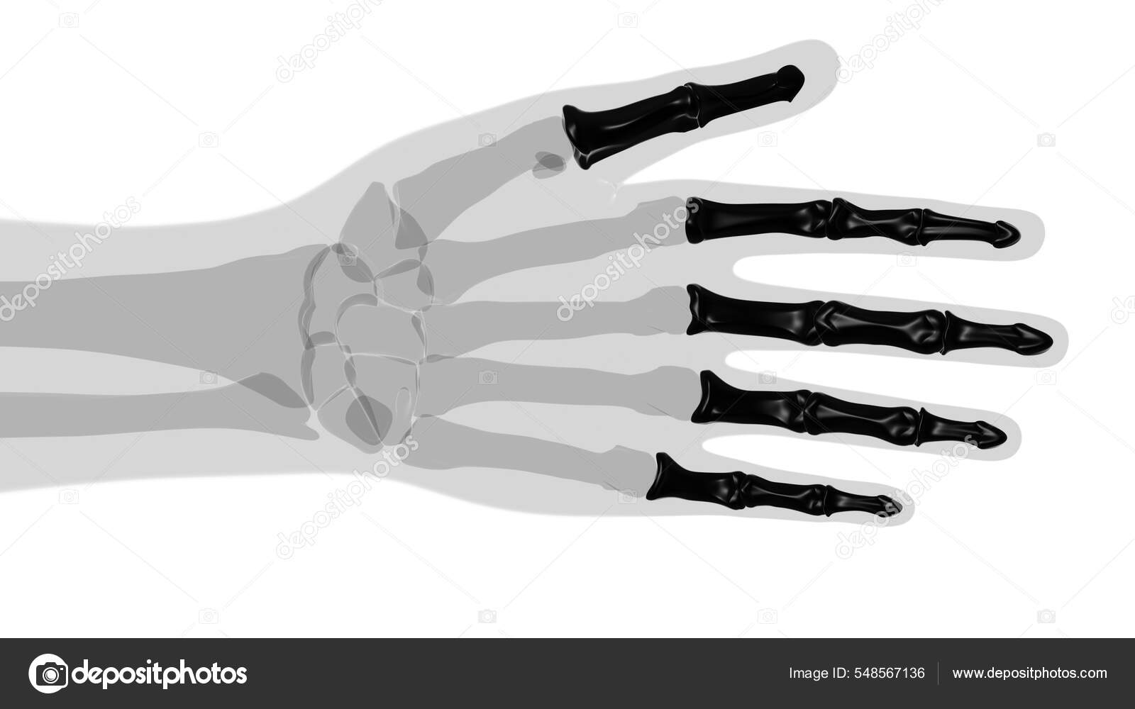 Anatomía Ósea Falanges Mano Esqueleto Humano Para Ilustración Del ...