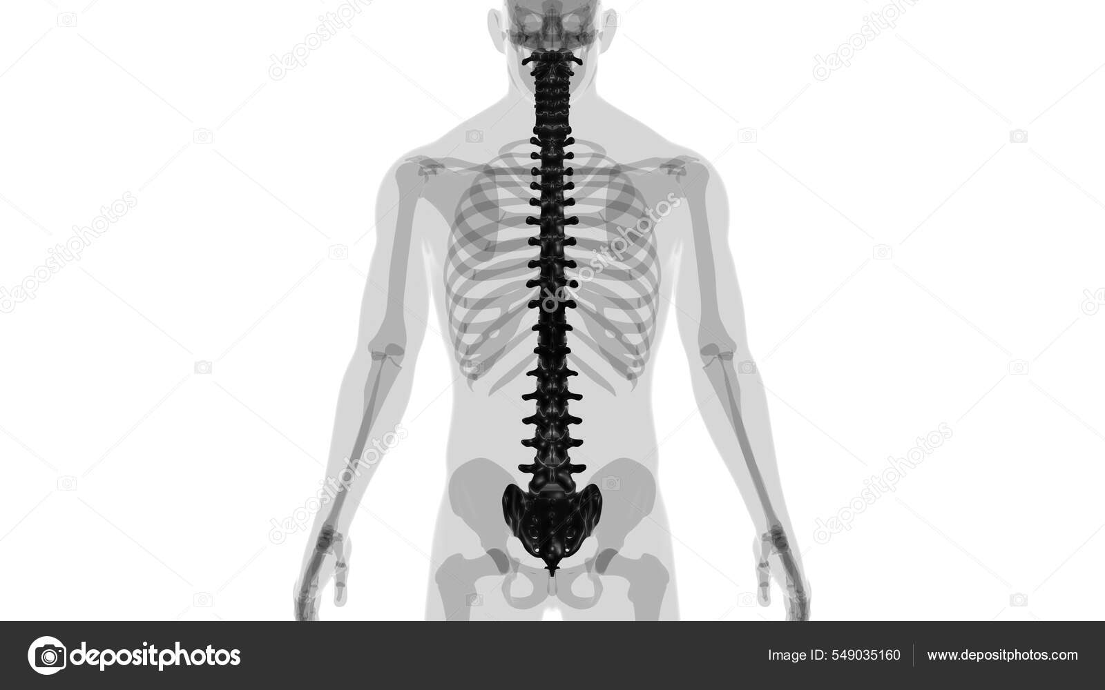 Ihmisen Luuranko Selkäranka Nikamien Anatomia Kuvitus – Aineistopankin ...