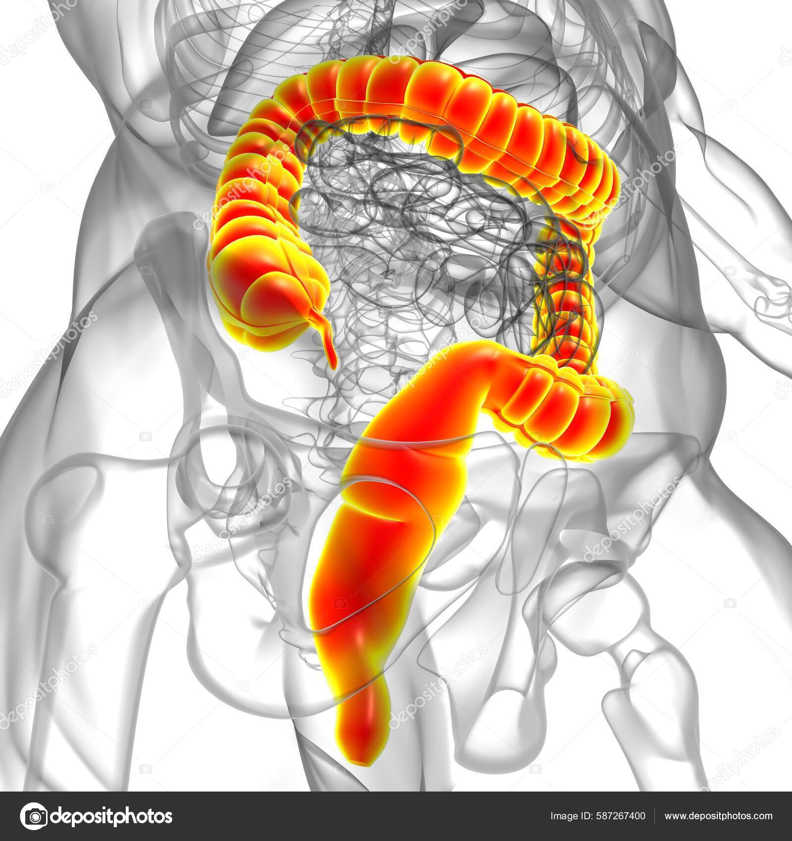 Suuri Suolisto Kuva Ihmisen Ruoansulatuskanavan Anatomia ...