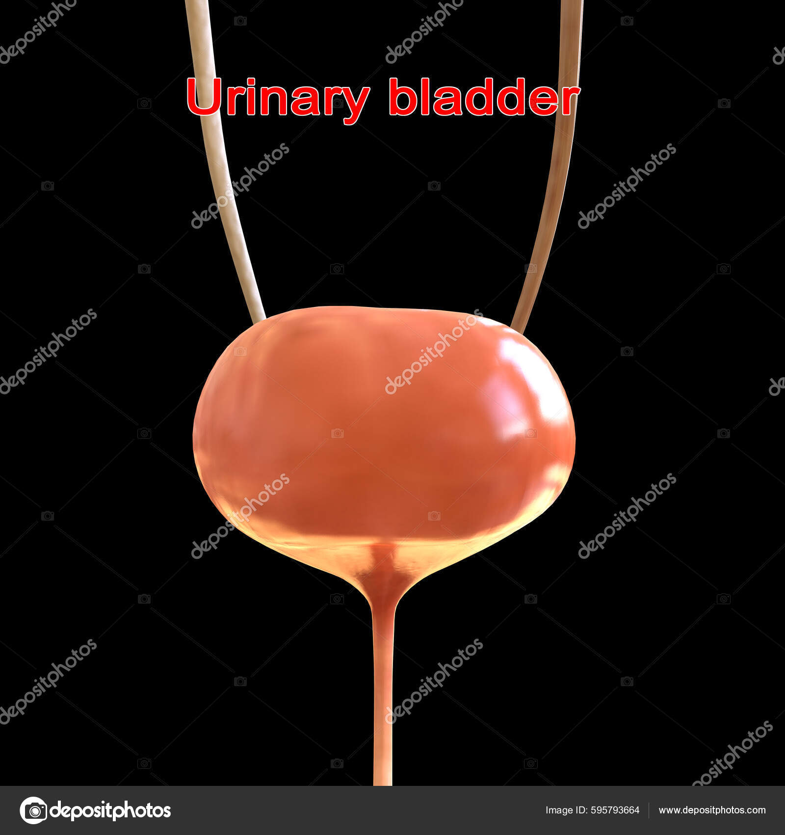 Human Urinary System Bladder Anatomy Medical Concept Illustration fotos, imagens de © My_box_pra ...